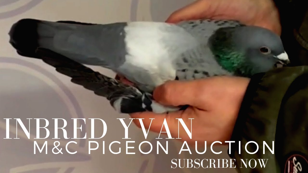 Inbred Granddaughter Of Yvan | Amazing Racing Pigeon For Sale | M&c ...