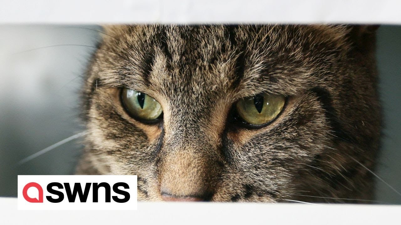 Royal Mail threatened to stop delivering to couple because cat was ...