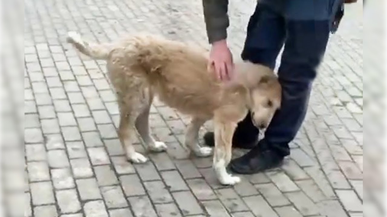 Abandoned puppy with deformed legs snuggled up to me when she got help ...