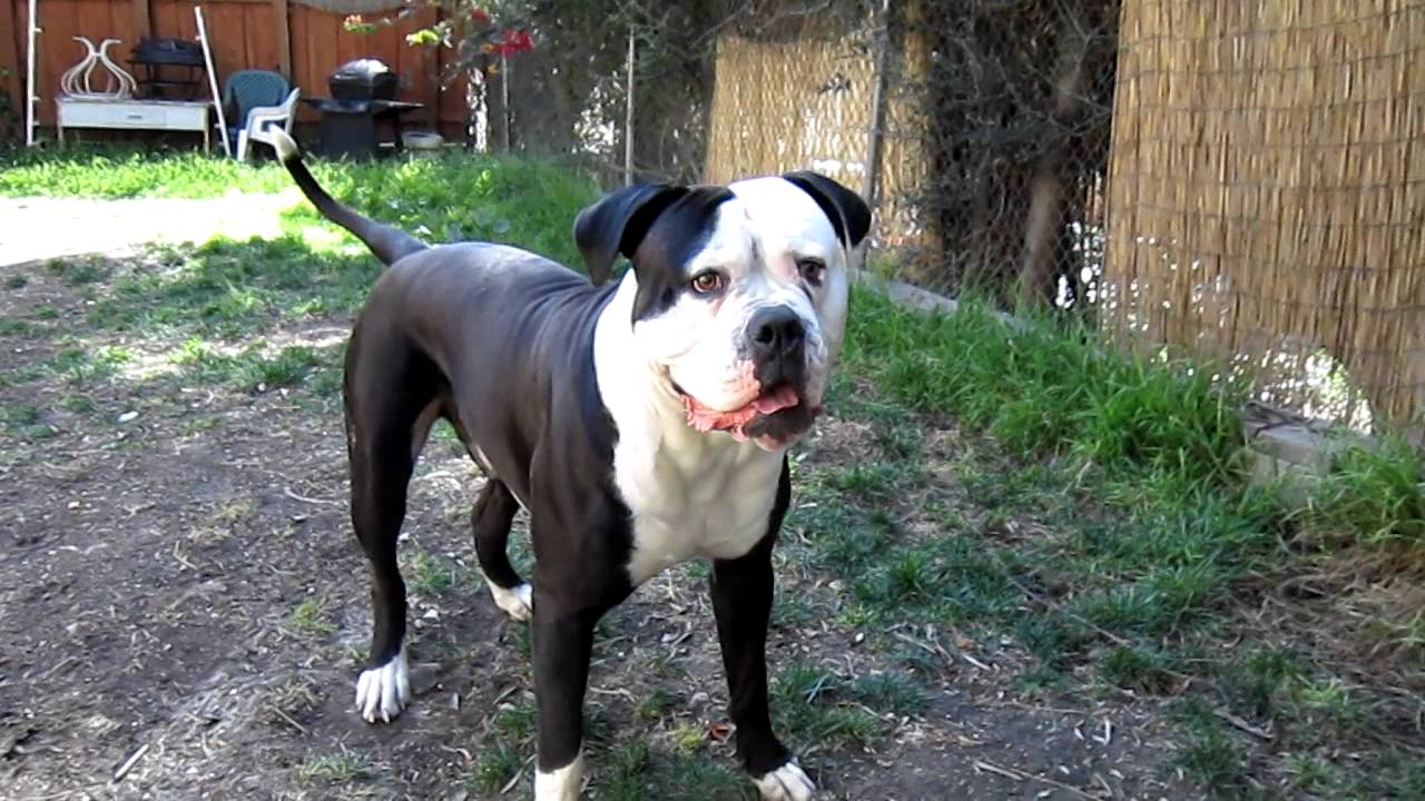 American Bulldog loves Pig! - YouTube