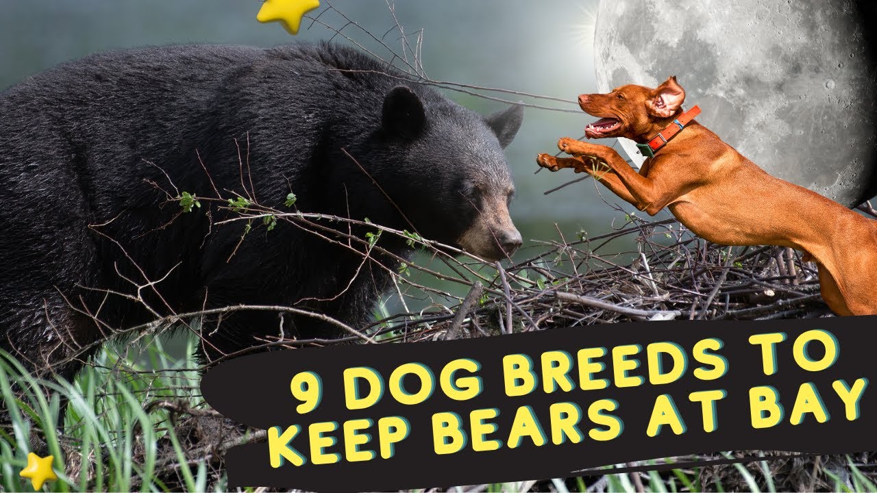 Bear Hunting Dogs – 9 Dog Breeds to Keep Bears at Bay | Dog show - YouTube