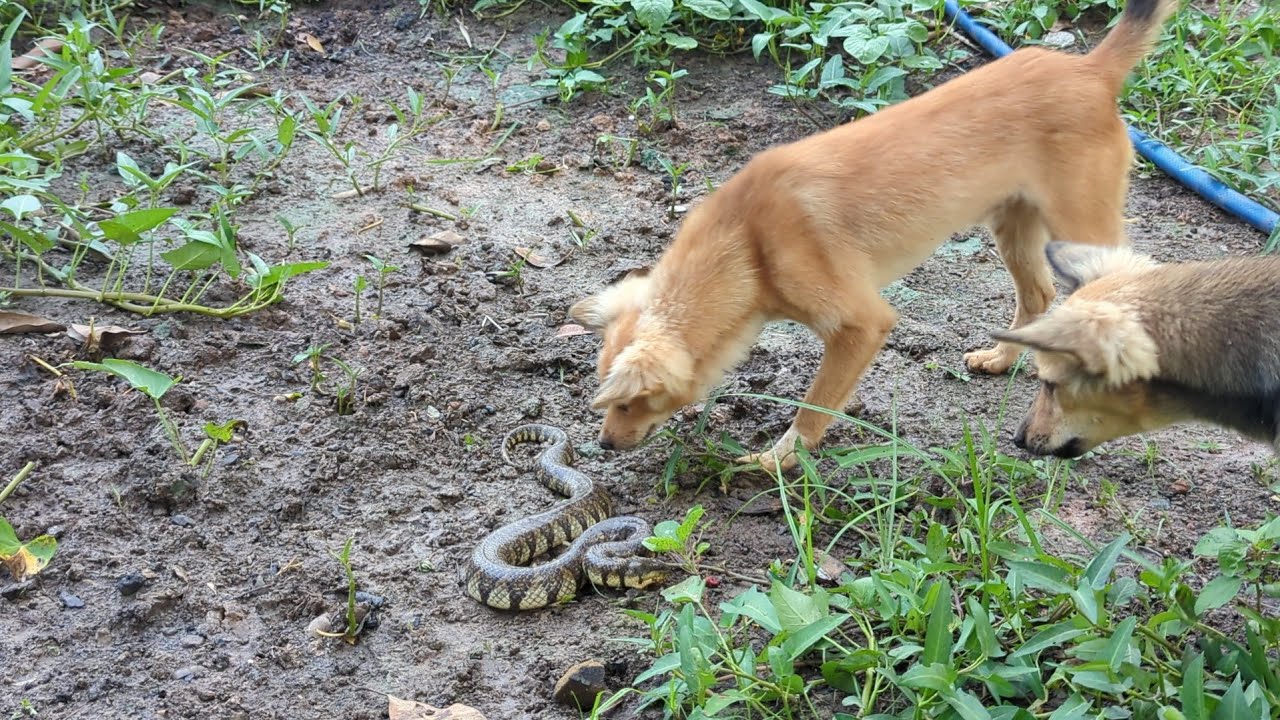 Dogs met snake - YouTube