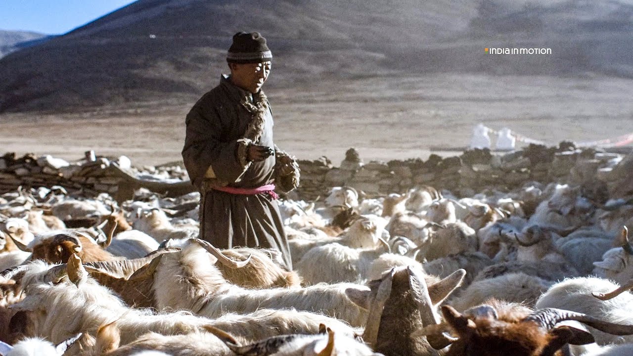 Summer Life in Changthang, Ladakh | Living with the Changpas - 6/6 ...