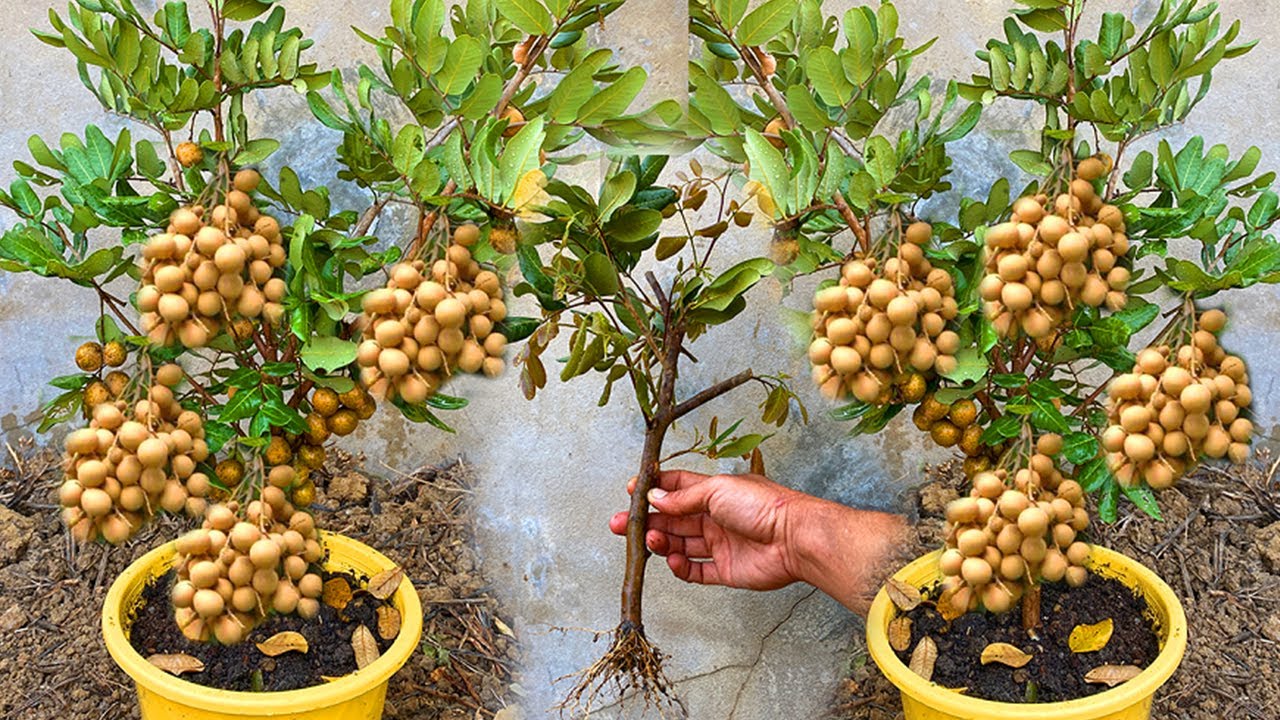 Cutting And Propagate Longan Tree With Aloe Vera In Coconut Fruit ...