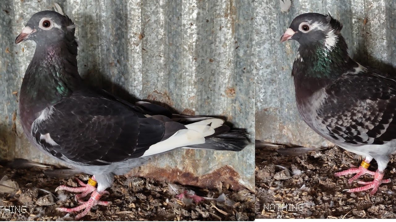 Crested long distance pigeons #racing pigeons #janaarden #pigeons # ...