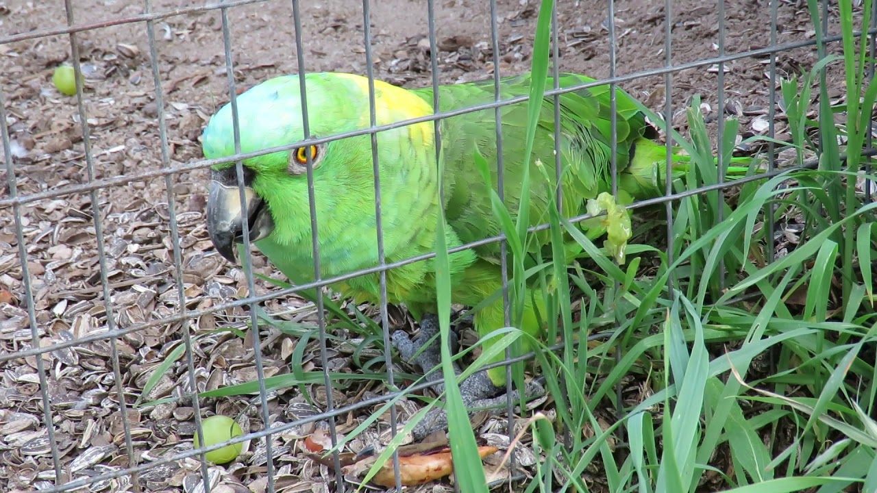 Double Yellow Head & Yellow Naped Amazons Eat Grapes on Ground ...