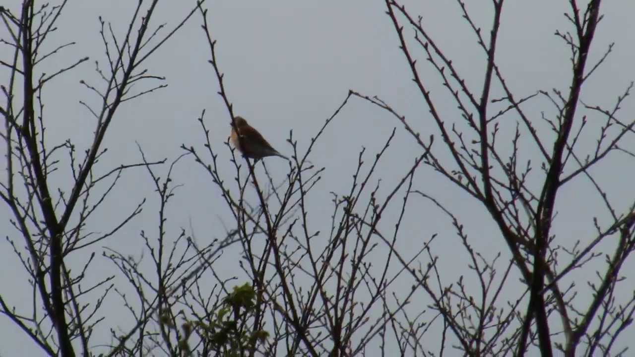 Redpoll or Linnet - YouTube