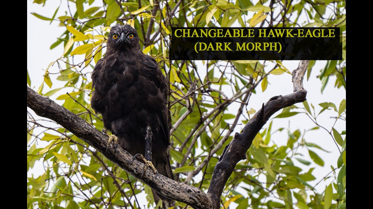 Changeable Hawk-Eagle || Sundarbans, India || NIKON Z9 120FPS Slow ...