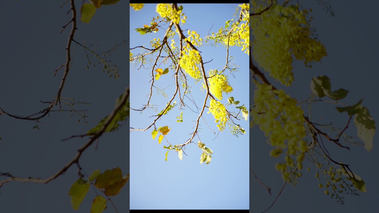 Nguwar - the princess of summer ငုဝါပန်း - YouTube