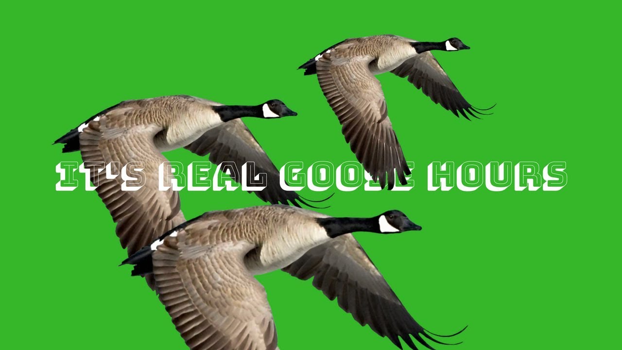 It's real goose hours - YouTube