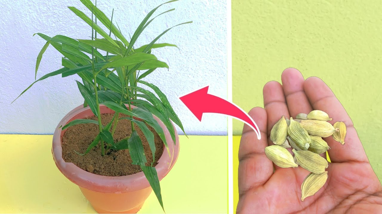 How to Grow Best Quality Cardamom || how to grow Elaichi at home - YouTube