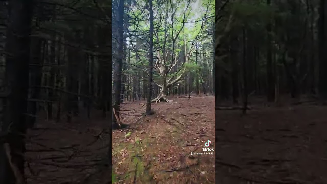 dolly sods magical tree - YouTube