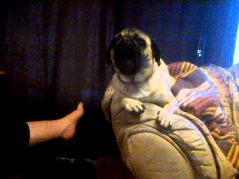 bandit the pug sings