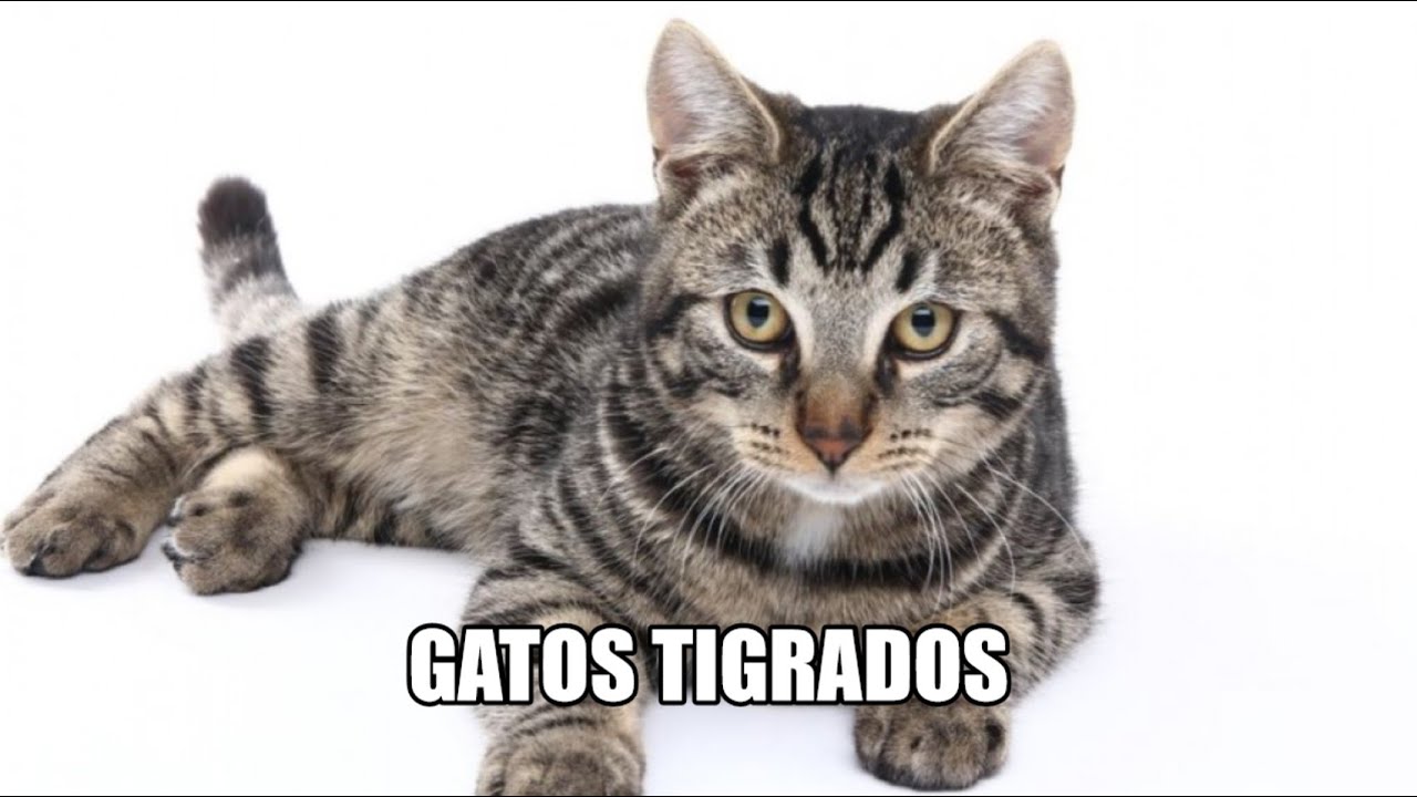 Filhotes Tigrados Gatos Tigrados #2 - YouTube