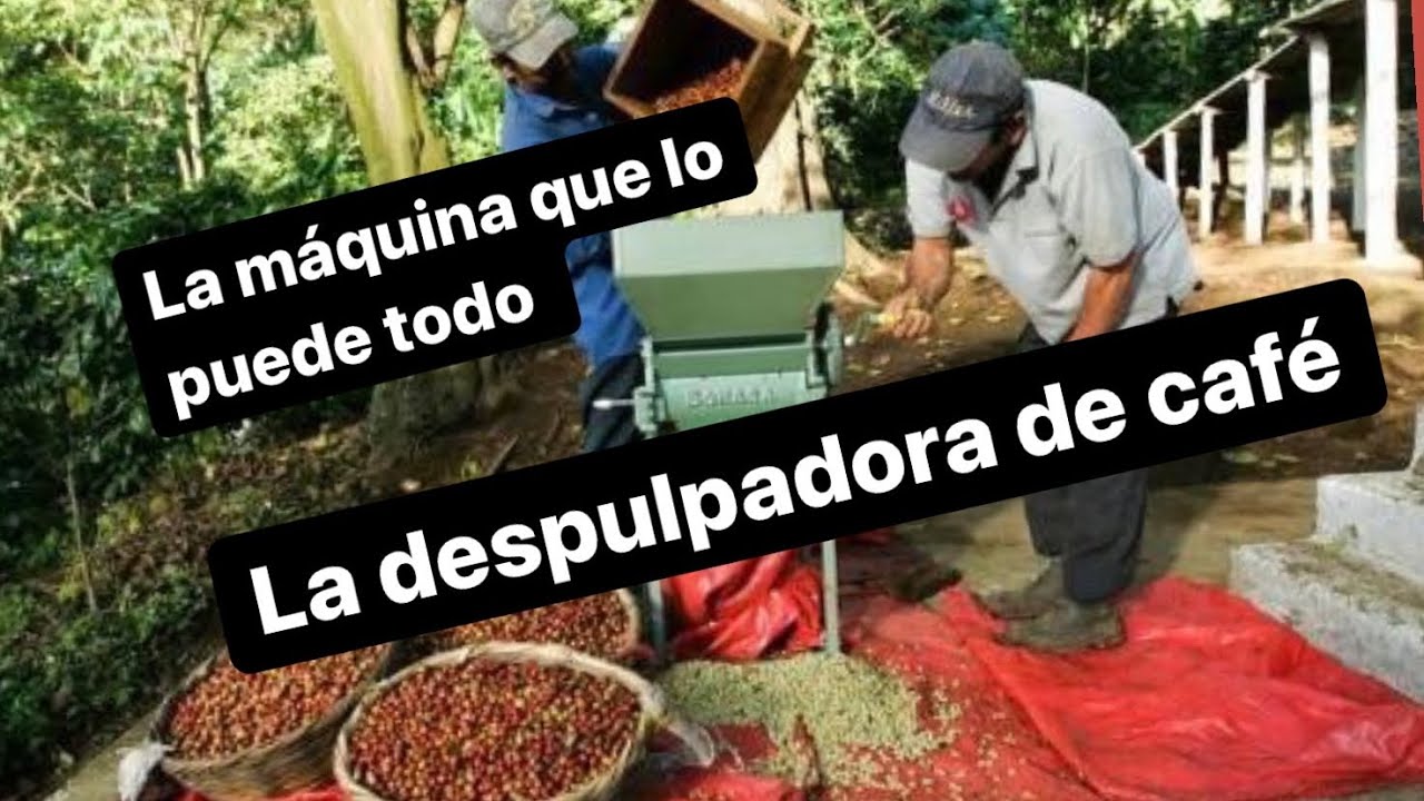 Beneficiado húmedo del café 5 - el corazónn del despulpado de café ...