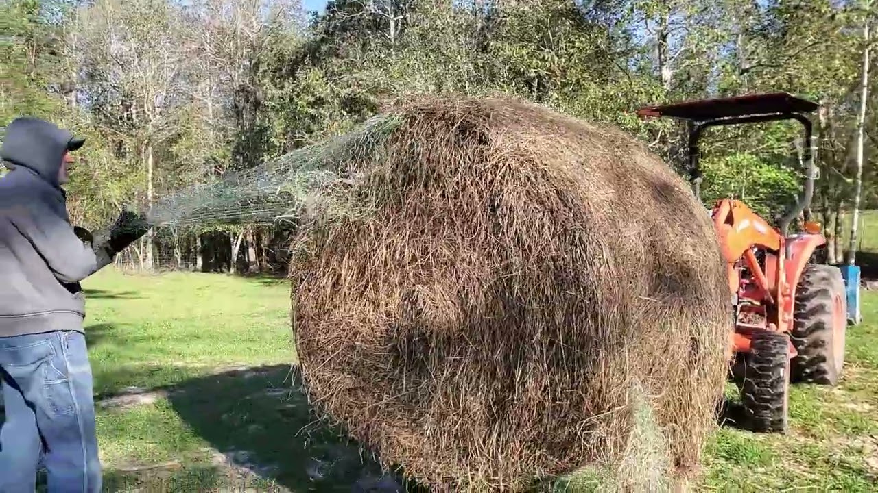 Moving Cows and Hay - YouTube