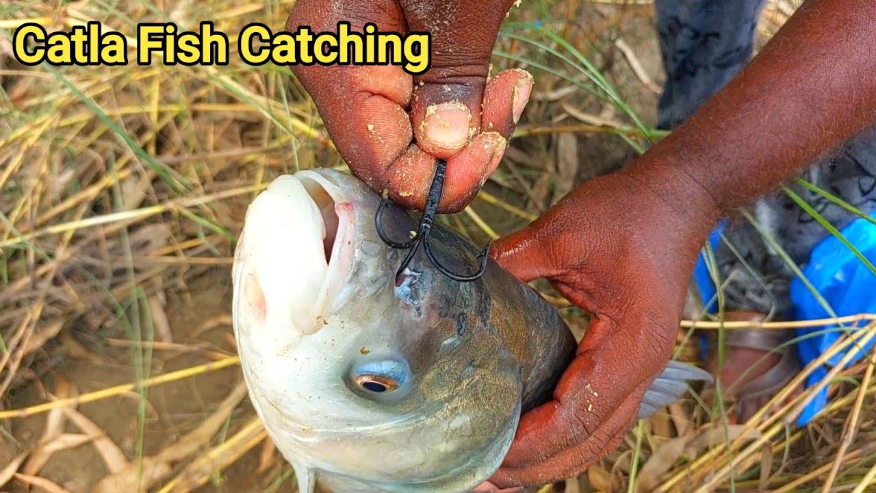 Triple Hook Fishing Techniques| Fish Catching Videos| Carp Fish ...