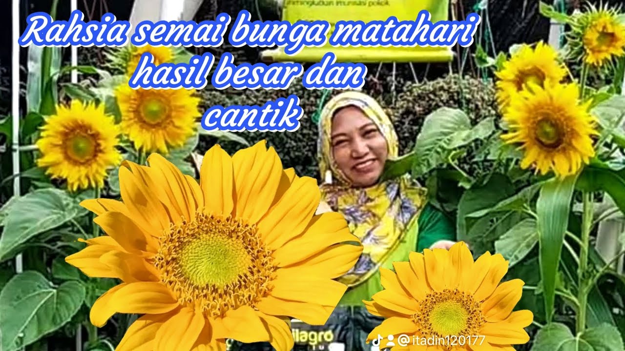 Rahsia semai bunga matahari hasil besar dan cantik #tanaman #gardening ...