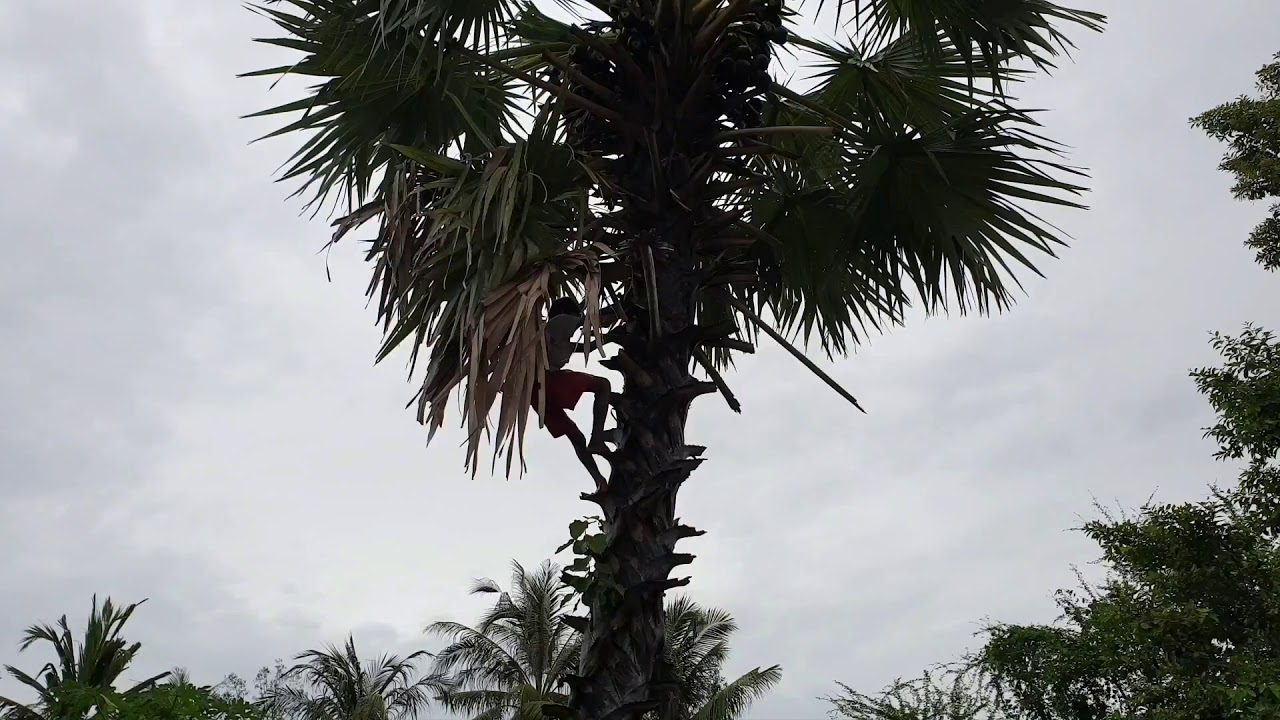 Kid Climbs the Pamp Tree - YouTube