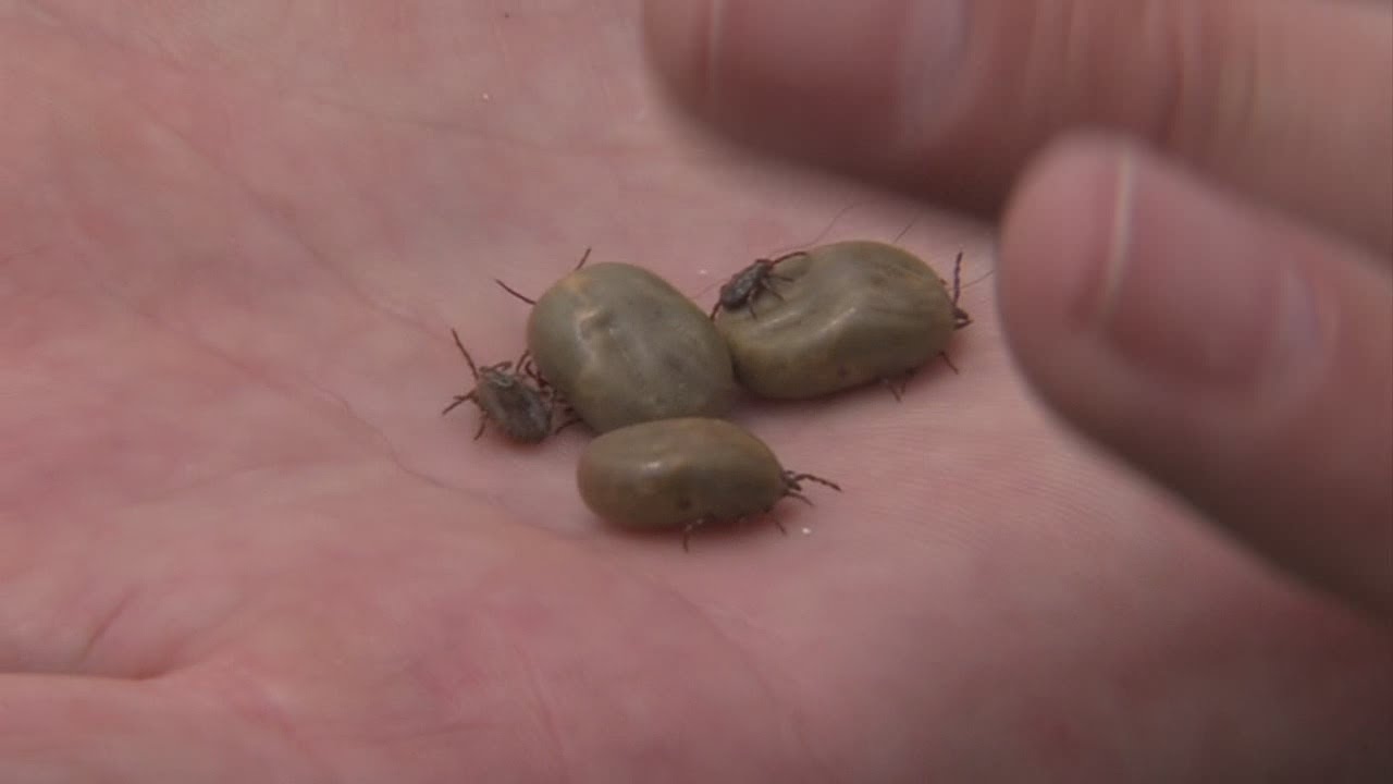 Tick tick boom: ticks take over. - YouTube