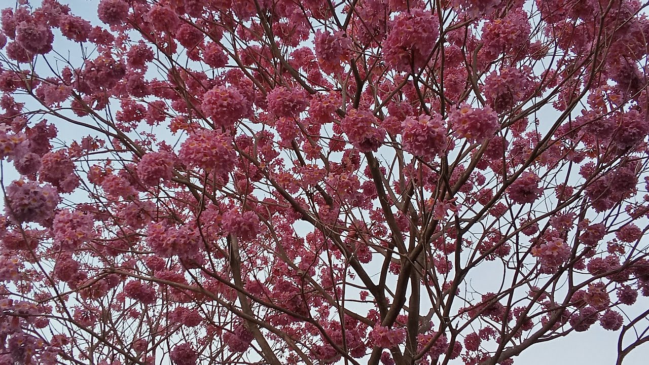 Ang Ganda ng flower guys dito lang Yan sa Che Ha Saikung #subscribers - YouTube