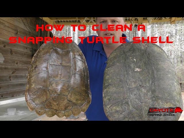 18 How To Clean A Turtle Shell For Display Quick Guide 04 2023 18-how-to-clean-a-turtle-shell-for-display-quick-guide-04-2023