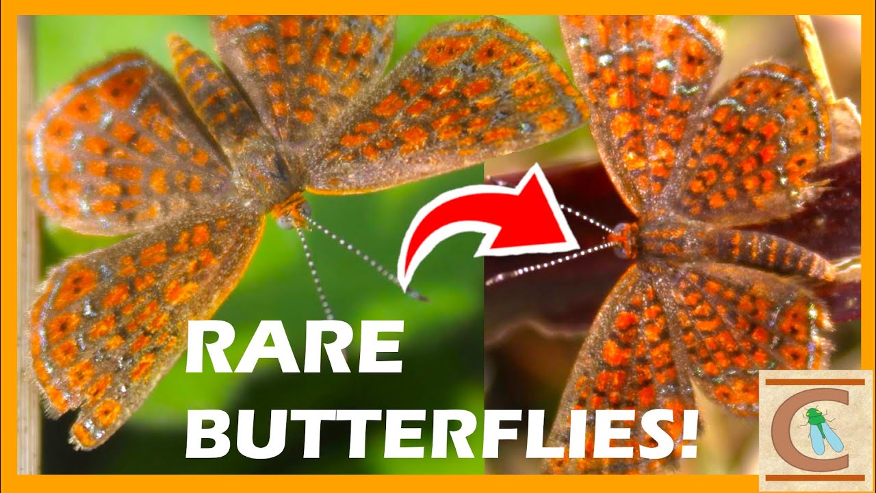 Finding the TINY But BEAUTIFUL Metalmark Butterfly! - and MORE Florida ...