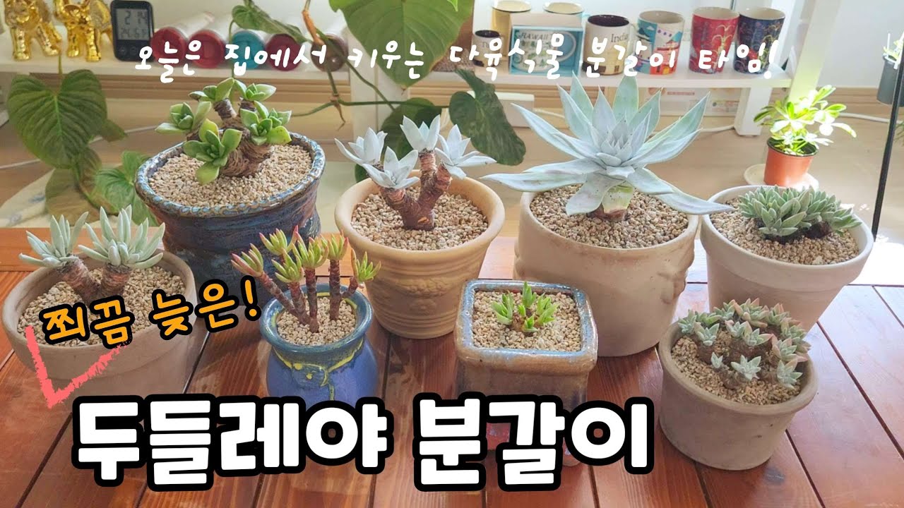 조금 늦은 두들레야 분갈이 오늘은 아파트에서 키우는 다육식물 분갈이 설산 환엽블러쳐스 그린플로라 화리노사 천녀검 파키포리아 콜로미애 화이트그리니