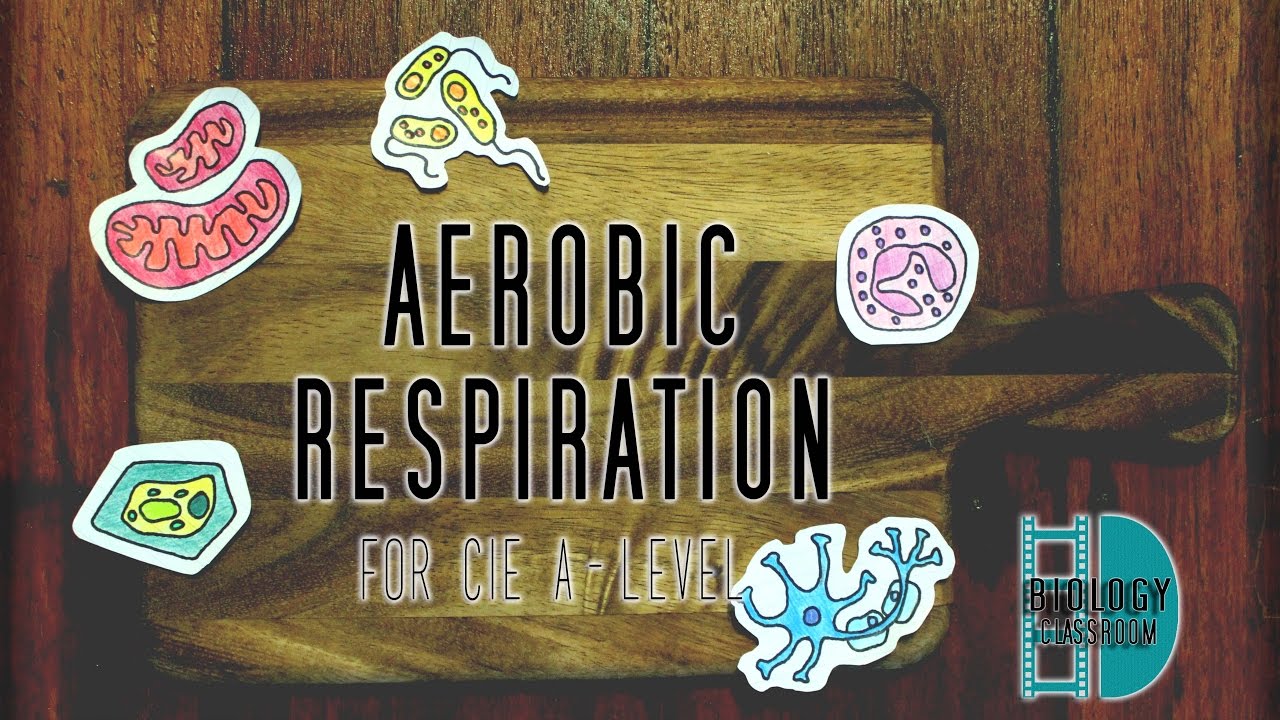 A-Level Biology - Aerobic Respiration : The Big Picture - YouTube