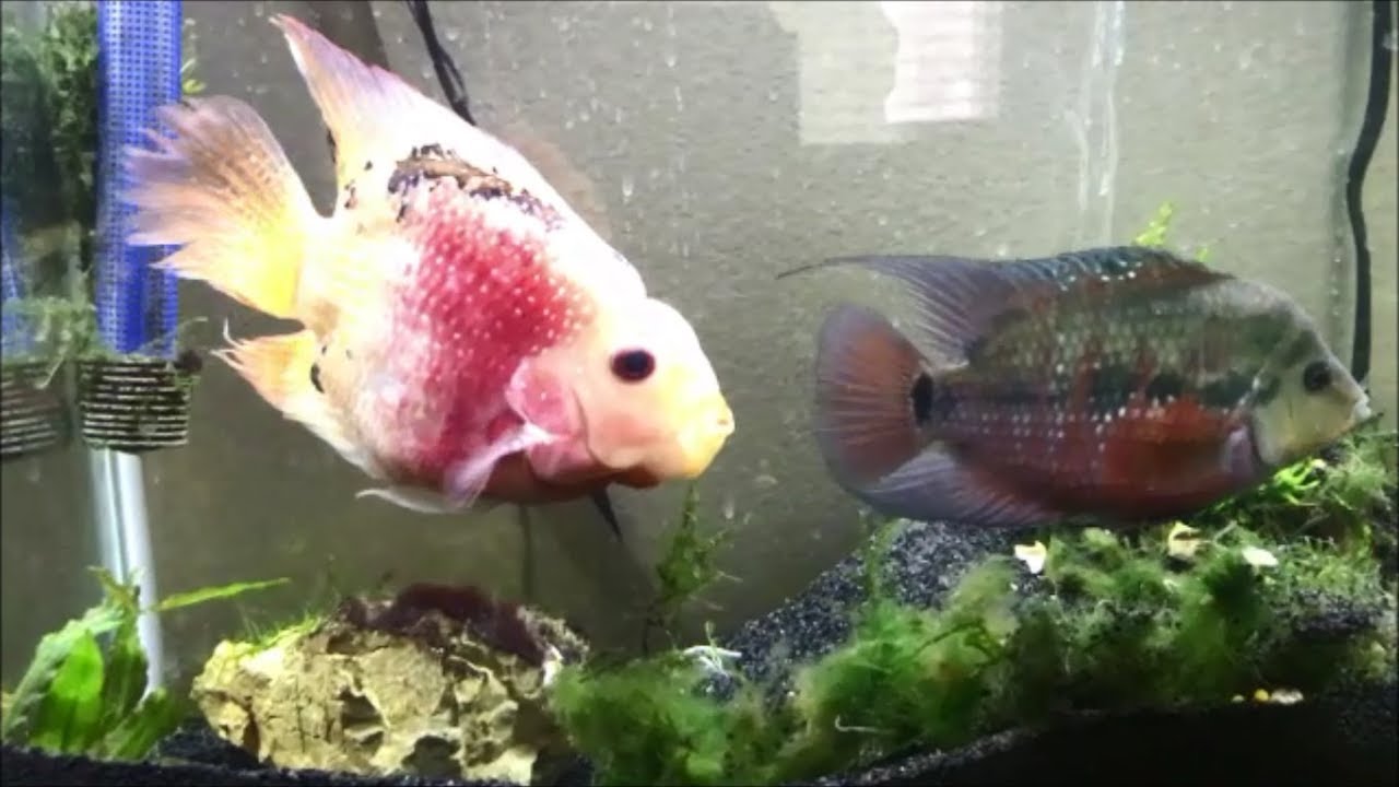 Kirin Parrot meets Kirin X Convict - YouTube