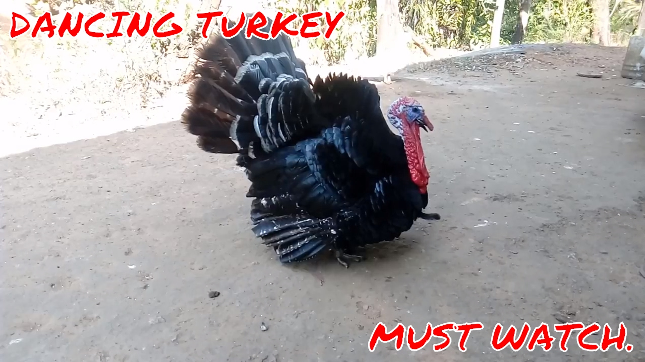 Angry Turkey Dancing Amazingly. - YouTube