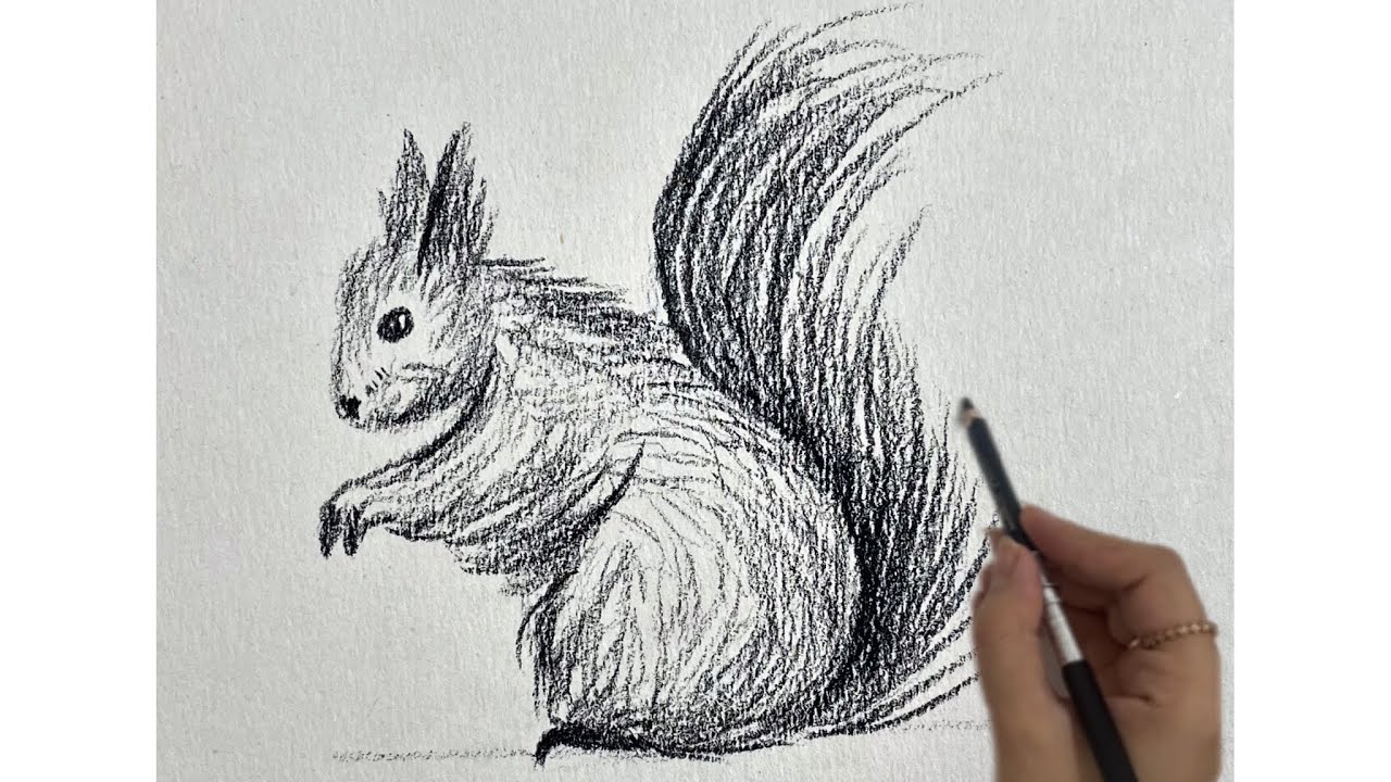 How to draw a squirrel - YouTube