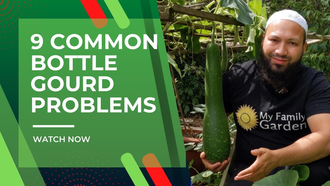 9 Common Bottle Gourd Problems Common Squash Problems YouTube 9-common-bottle-gourd-problems-common-squash-problems-youtube