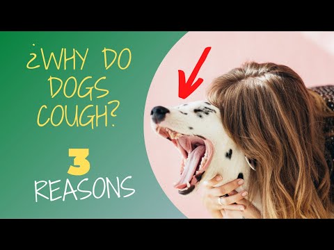 Types, Causes, Symptoms, and Prevention of Dog Coughing [Complete Guide]