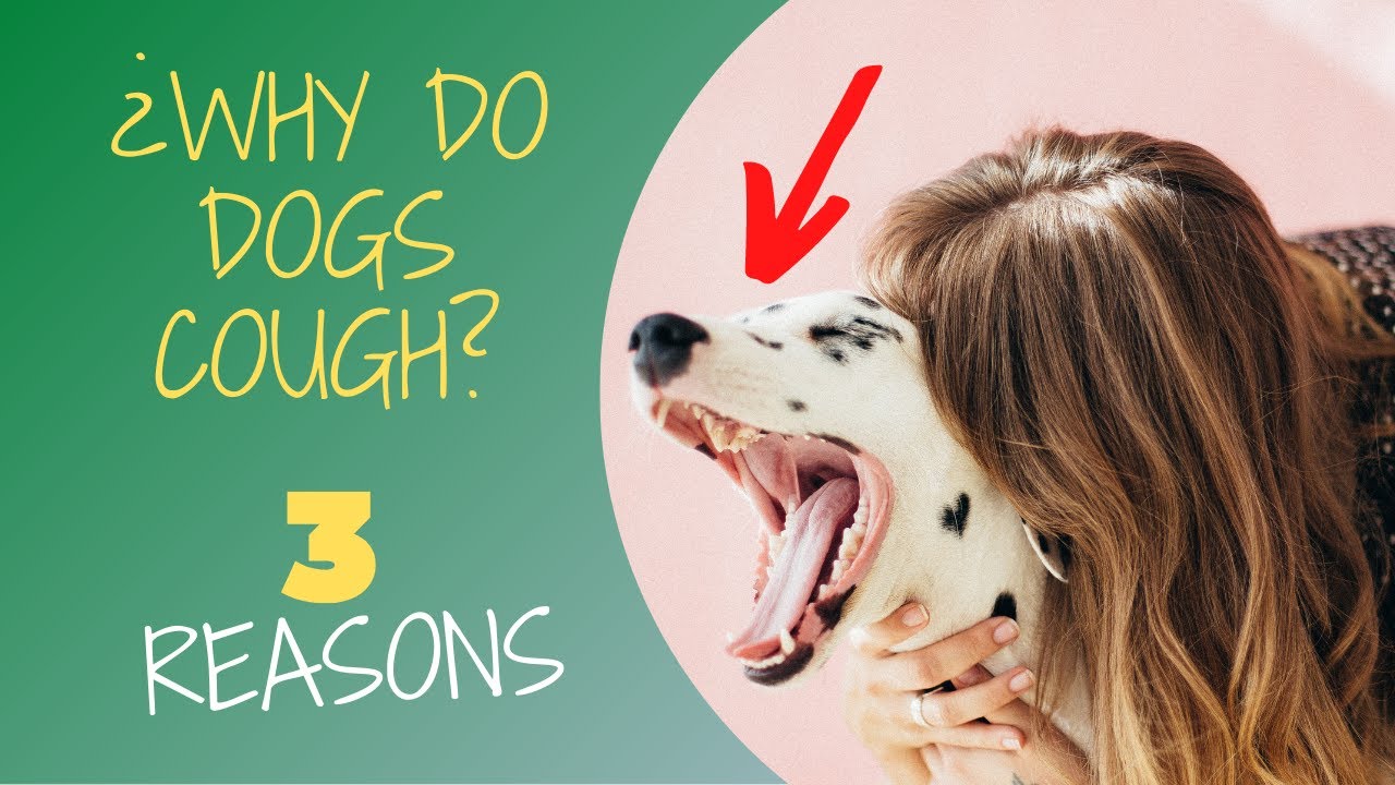🩺WHY DOGS COUGH: Types, Causes, Symptoms and Prevention - YouTube