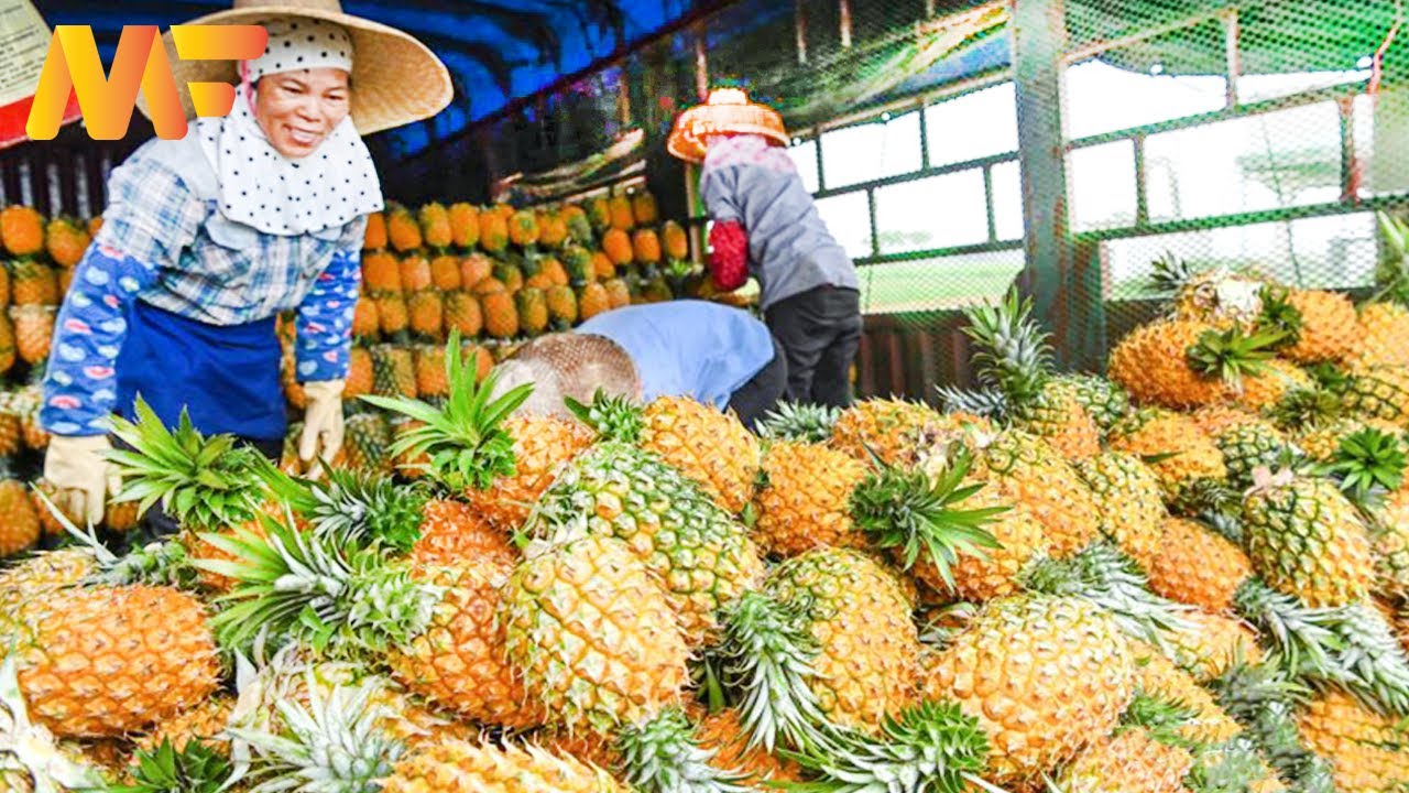 Amazing Pineapple Farming | Pineapple Harvesting & Processing Factory ...