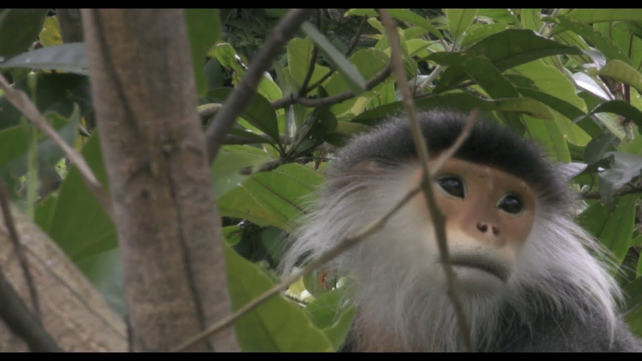 Rangers in Vietnam: Protecting One of the World’s Most Rare Primates ...
