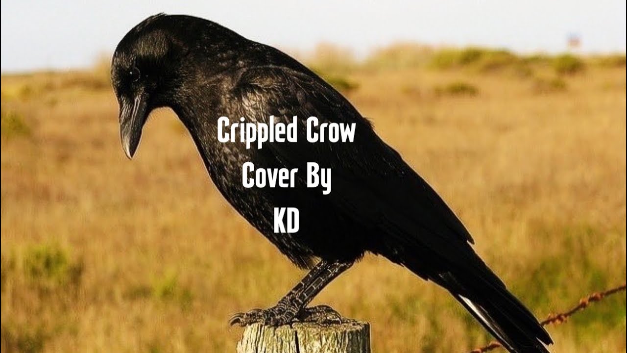 KD AfterDark - Crippled Crow (8-31-2023) - YouTube