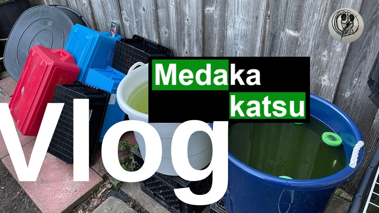 【MEDAKA】Medaka VLog Tubs from Japan & USA for the Japanese RiceFish メダ活 ...