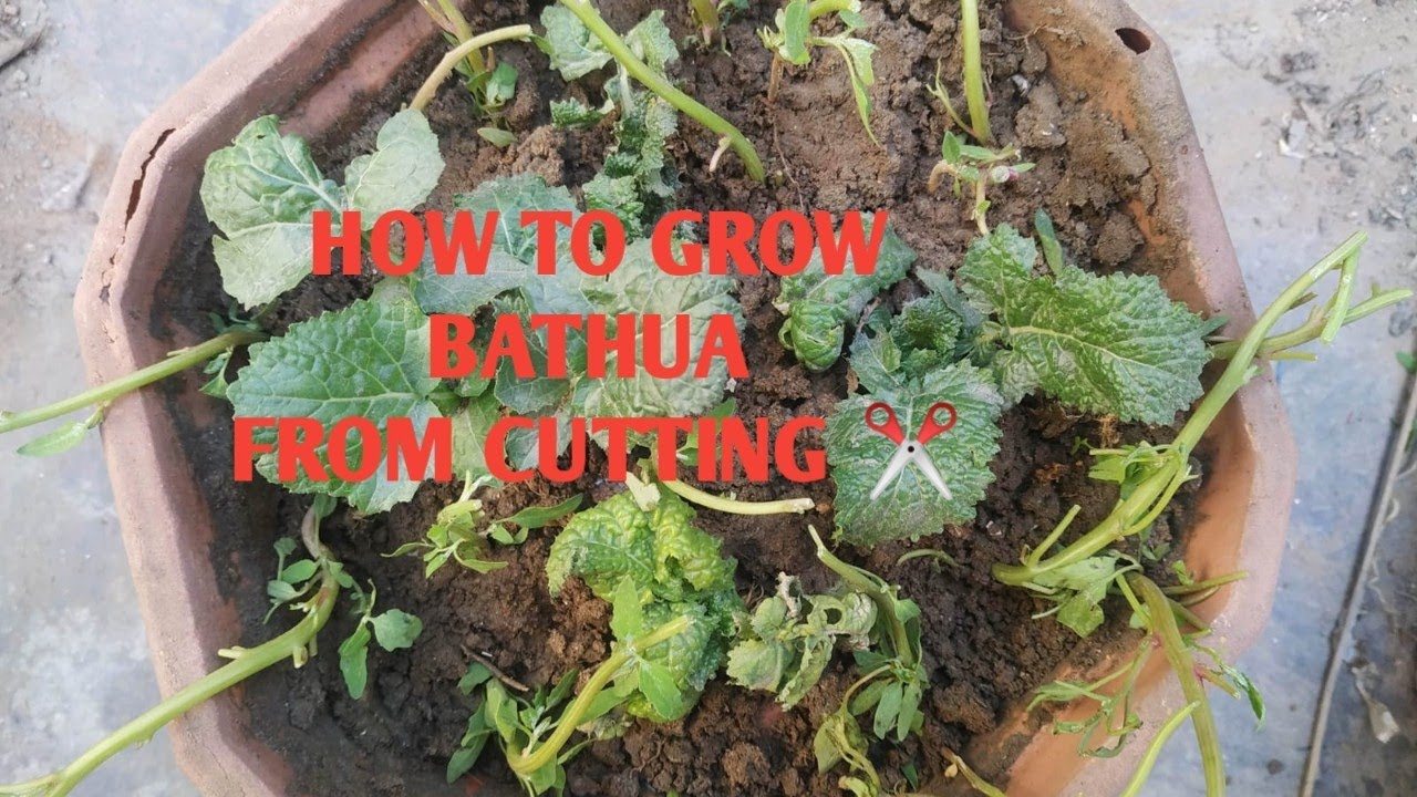 HOW TO GROW BATHUA FROM WASTAGE|CUTTING ️ SE BATHUA KAISE GROW KARE ...