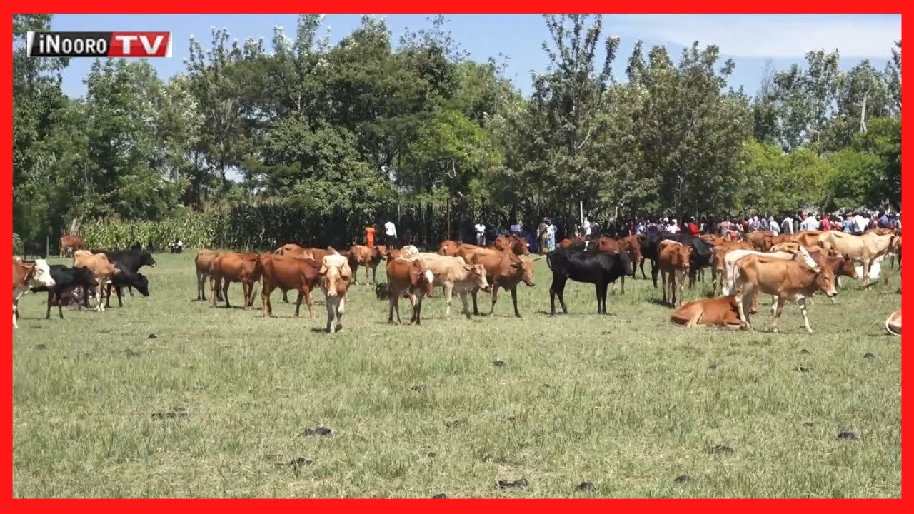 Aikari kũheo ng’ombe cia kũrĩithia arĩ njĩra ya kwagĩrithia umithio wao ...