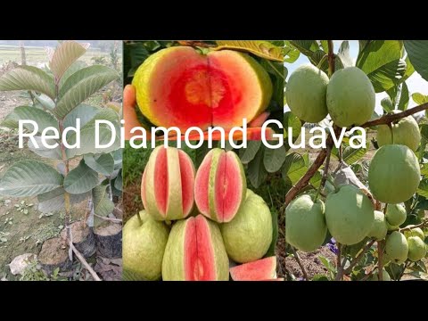 Red Diamond Guava Plant //And Japanese Red Diamond Guava Farming //(3 ...
