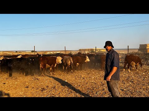 İTHAL HAYVANLAR GELDİ ! FİYATLARI UCUZ MU ? CİNSLERİ İYİ Mİ ?