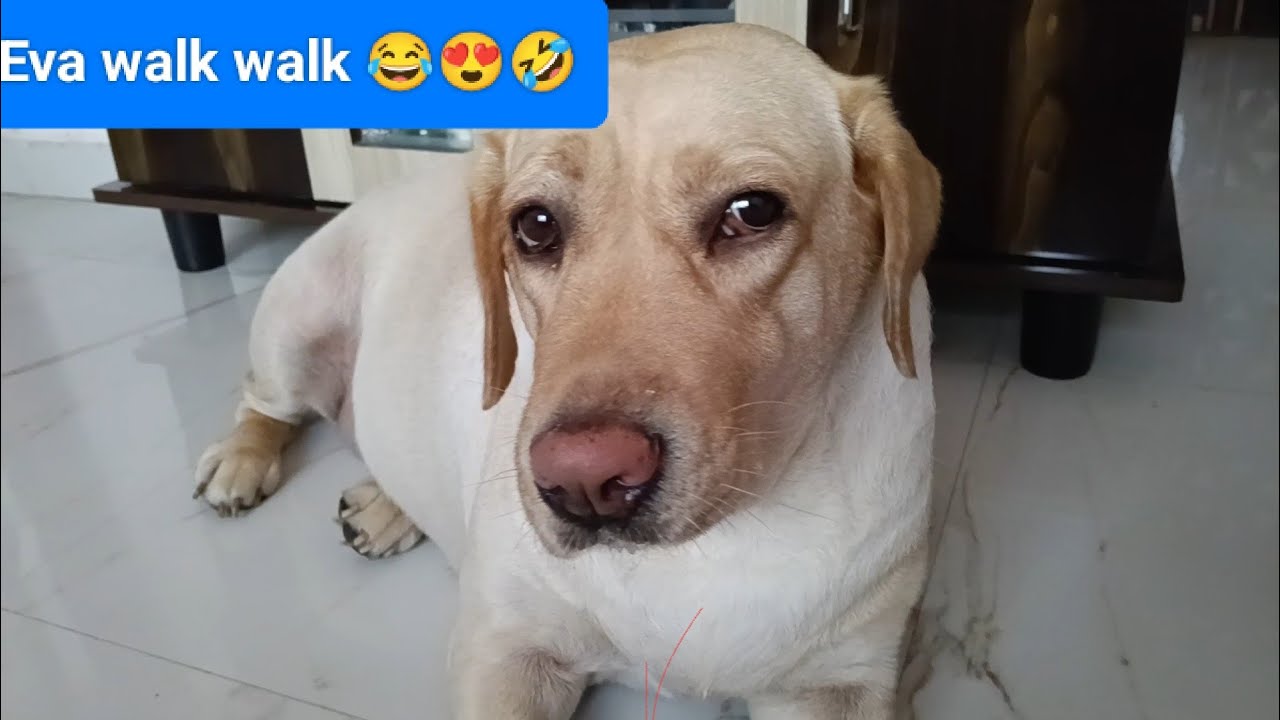 Eva walk walk #eevathelabrador #entertainment #doglover #evakaworld # ...