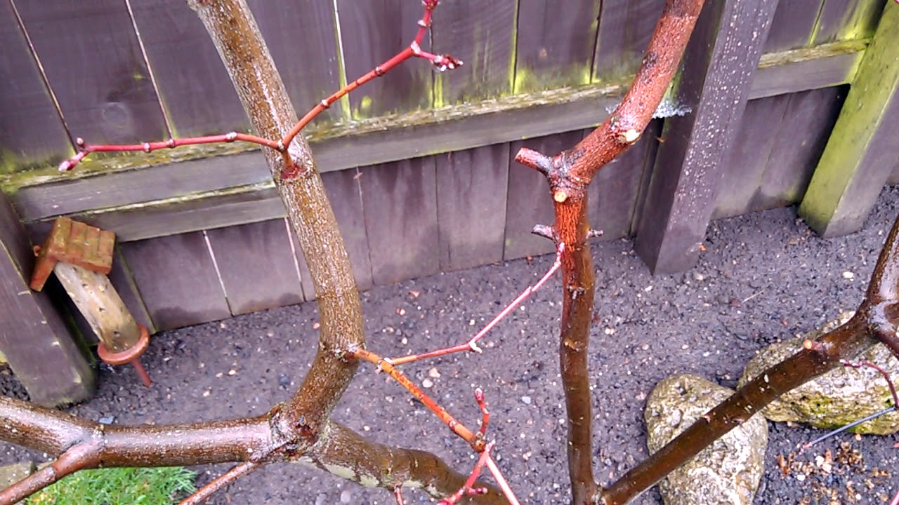 Japanese Maple Disease Part 4 - YouTube