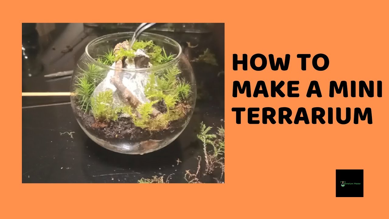 How to Make a Mini Terrarium - Beginner Guide #terrarium - YouTube