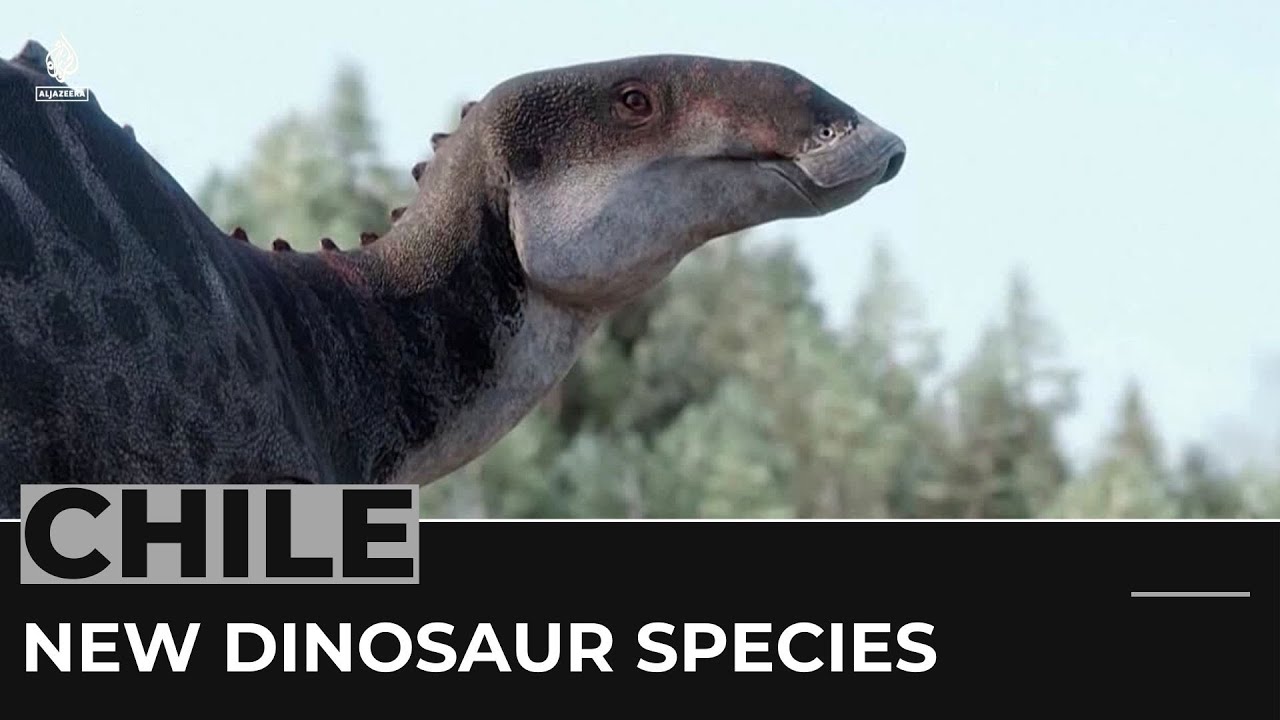 Chile dinosaur: Scientists find new species remains in Patagonia - YouTube