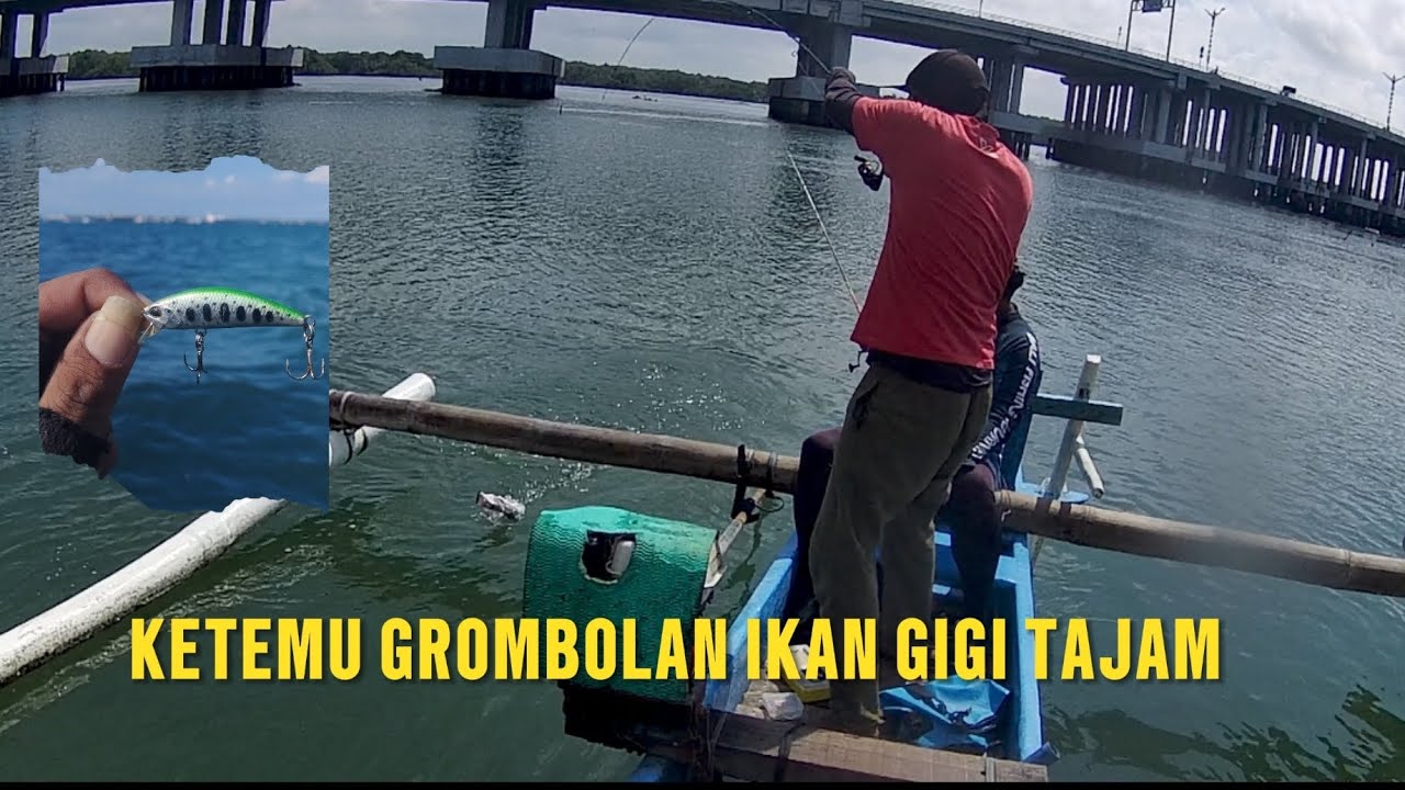 CUKUP PAKAI SATU UMPAN INI SAJA!! IKAN GIGI TAJAM JDI TERGODA - YouTube