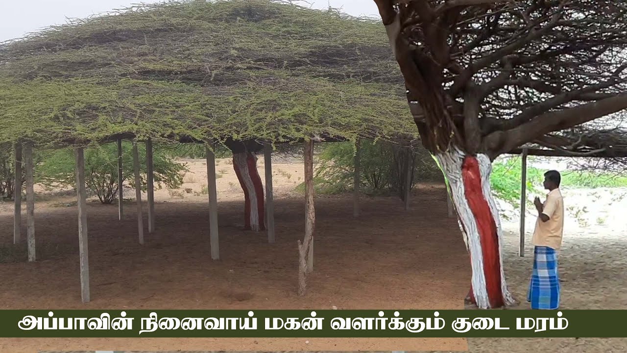 அப்பாவின் நினைவாய் மகன் வளர்த்து வரும் குடைபோல் விரியும் உடைமரம் ...