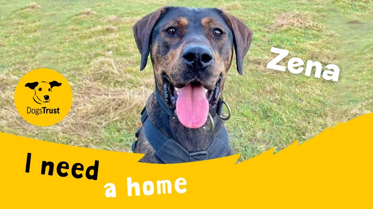 Zena the super Crossbreed | Dogs Trust Leeds - YouTube